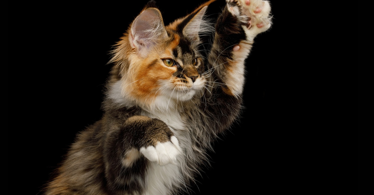 Maine Coon polydactyle : caractéristiques et photos