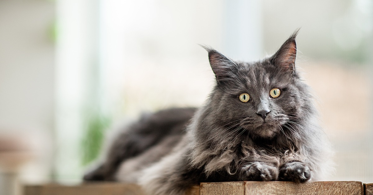 Maine Coon Gris Bleu